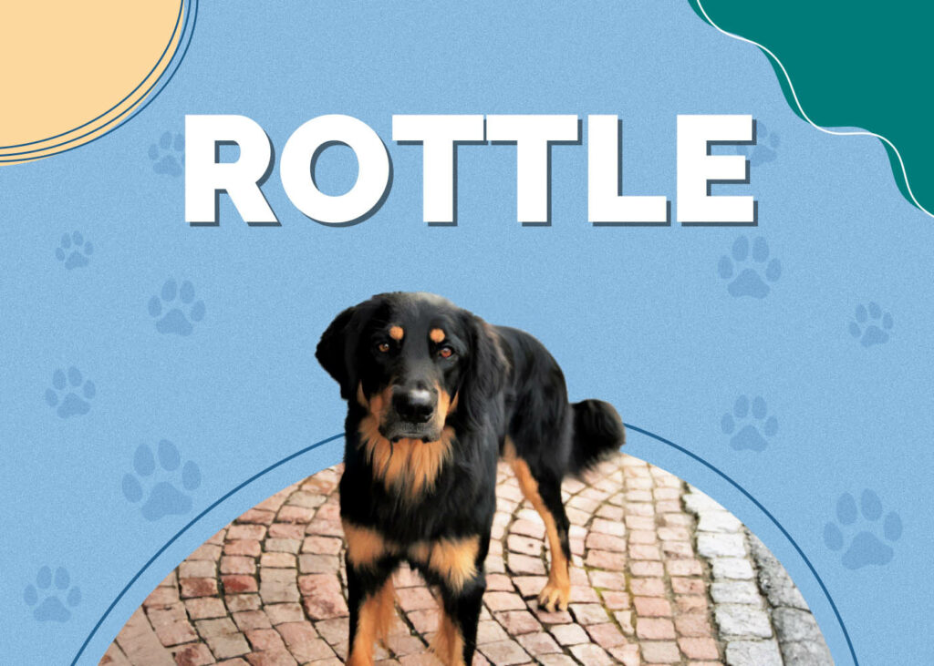 Rottle (Poodle & Rottweiler Mix): Info, Pictures, Characteristics ...