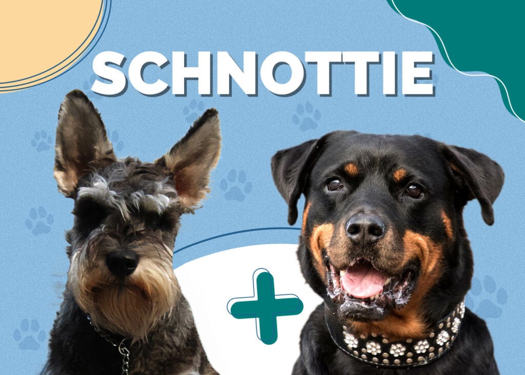 Schnottie (Schnauzer & Rottweiler Mix): Info, Pictures, Traits & More ...