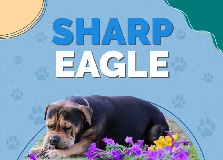 Sharp Eagle (Chinese Shar Pei & Beagle Mix): Info, Pictures, Facts ...