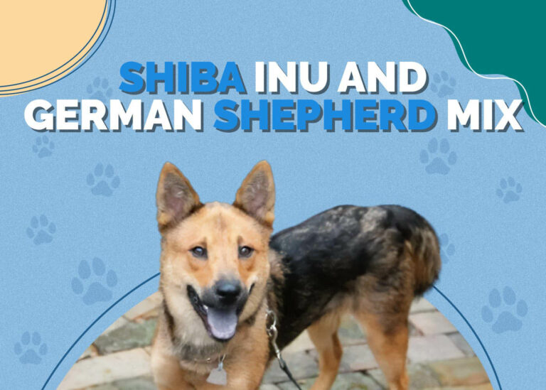 Shiba Inu & German Shepherd Mix: Info, Pictures, Characteristics & More ...