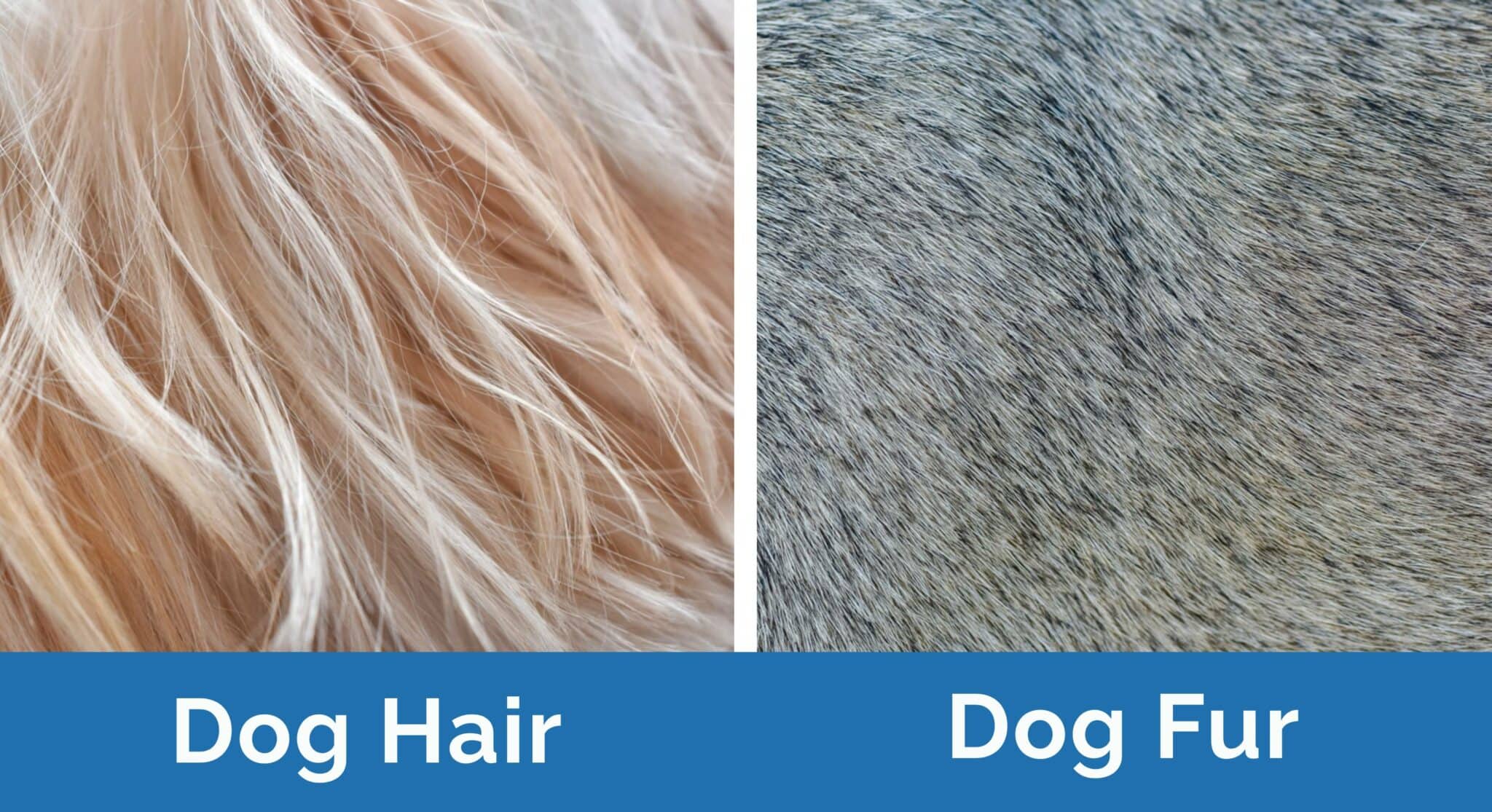 Dogs With Hair vs Fur: Vet-Reviewed Key Differences & Facts | Hepper ...