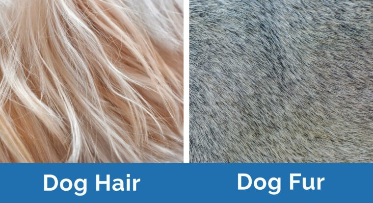 Dogs With Hair vs Fur: Vet-Reviewed Key Differences & Facts | Hepper ...