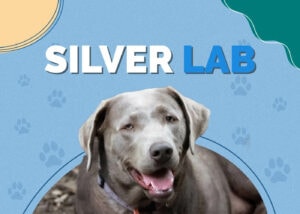Silver Lab Dog Breed: Info, Pictures, Personality & More | Hepper Pet ...