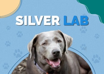 Silver Lab Dog Breed: Info, Pictures, Personality & More | Hepper Pet ...