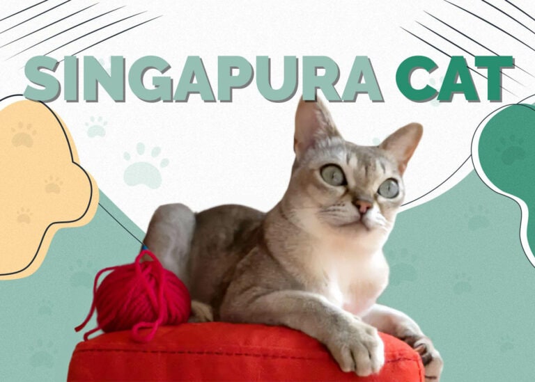Singapura Cat Breed: Info, Pictures, Care, Traits & Facts | Hepper Pet ...