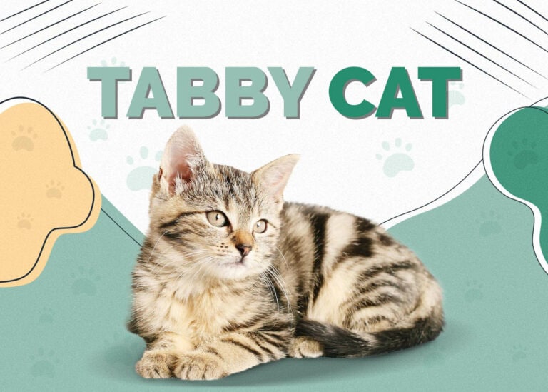 Tabby Cat: Info Pictures, Care, Traits & Facts | Hepper Pet Resources