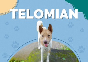 Telomian Dog Breed: Info, Pictures, Care Guide & Facts | Hepper Pet ...