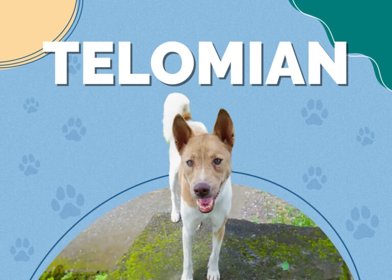 Telomian Dog Breed: Info, Pictures, Care Guide & Facts | Hepper Pet ...