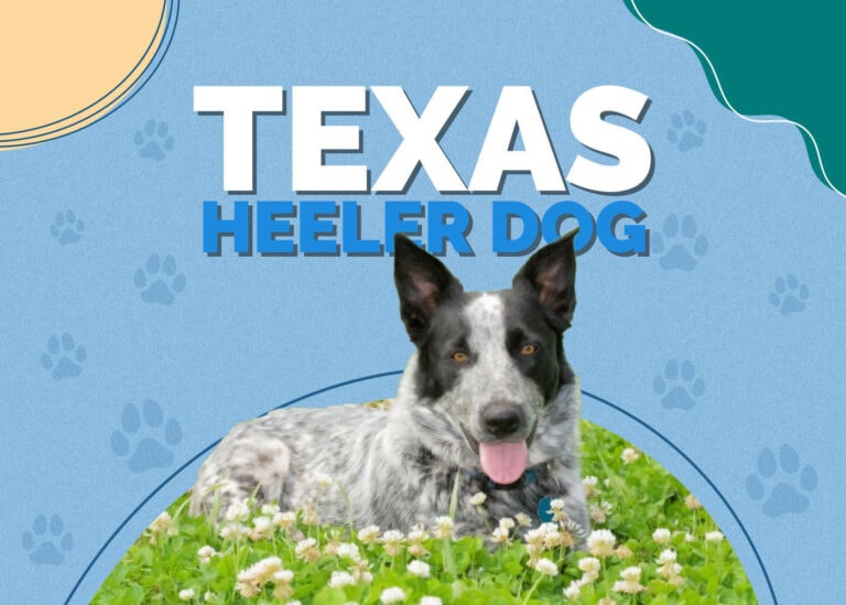 Red Heeler: Info, Pictures, Care, Temperament & Traits | Hepper Pet Resources