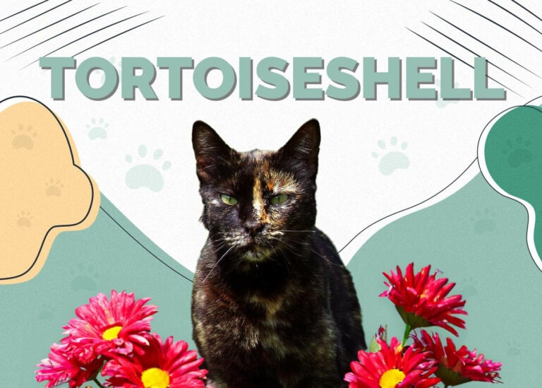 10 Long-Haired Tortoiseshell Cat Breeds (with Info & Pictures) | Hepper ...