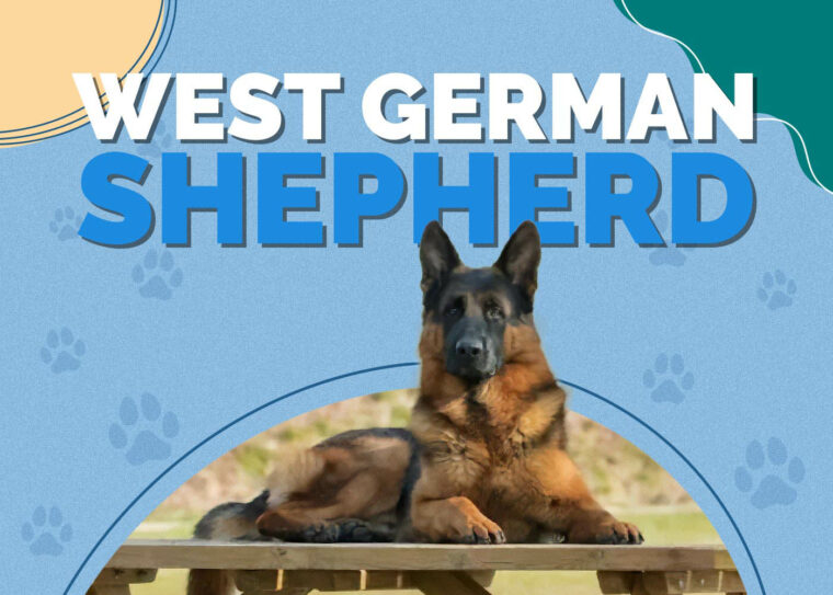 West German Shepherd: Info, Pictures, Temperament, Care & More | Hepper ...