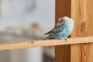 How Do Parakeets Sleep? Vet-Verified Facts & Explanation | Hepper Pet ...