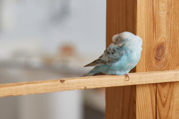 How Do Parakeets Sleep? Vet-Verified Facts & Explanation | Hepper Pet ...