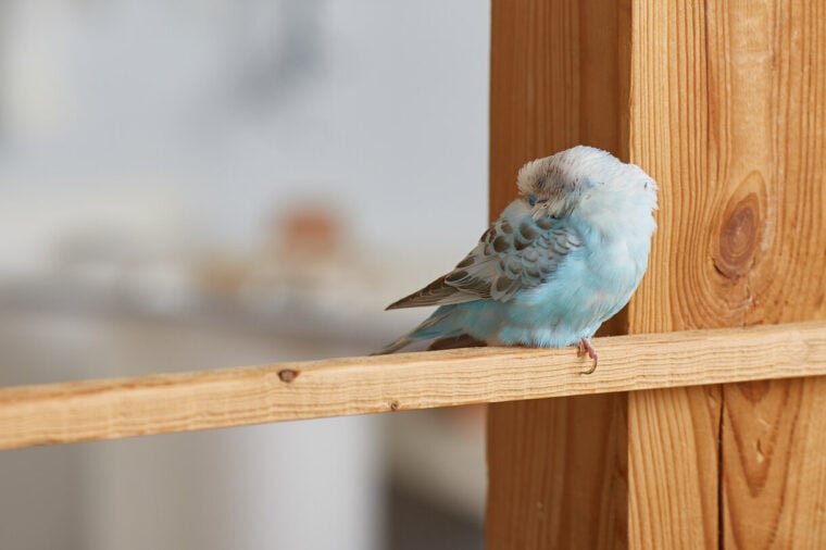 How Do Parakeets Sleep? Vet-Verified Facts & Explanation | Hepper Pet ...