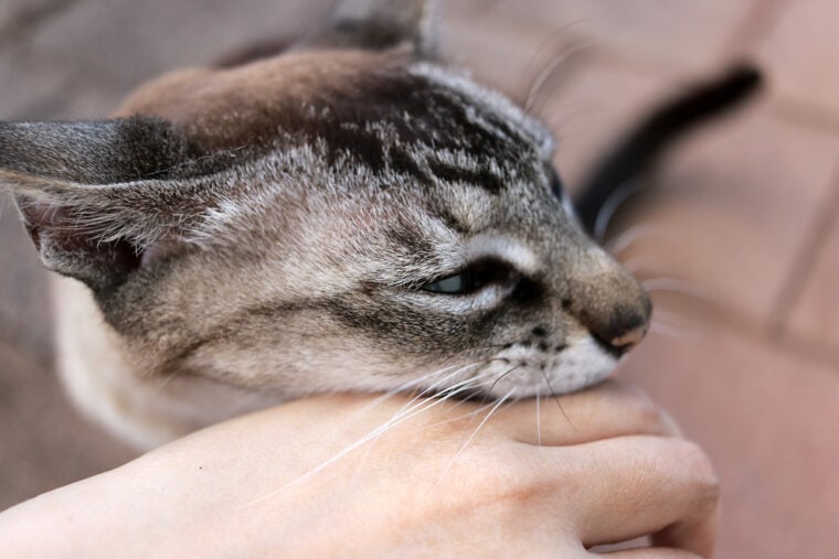 Why Does My Cat Bite Me Gently Out of Nowhere? 6 Possible Reasons ...