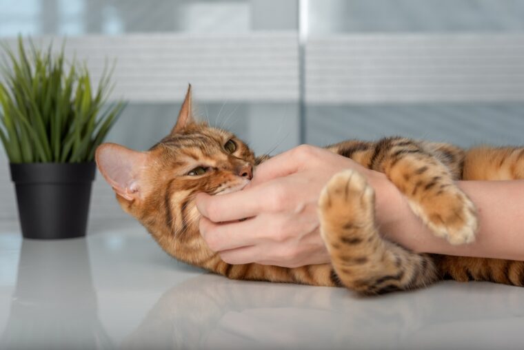 Why Does My Cat Bite Me Gently Out of Nowhere? 6 Possible Reasons ...
