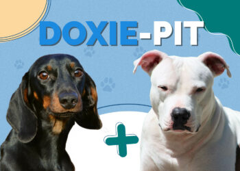 Doxie-Pit (American Pitbull Terrier & Dachshund Mix): Info, Pictures ...