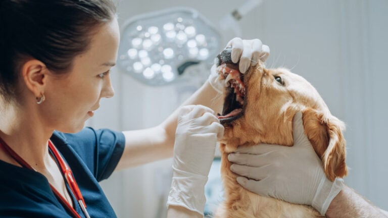 Why Do Dogs Chew Bones? Instinct, Benefits & Potential Risks (Vet ...