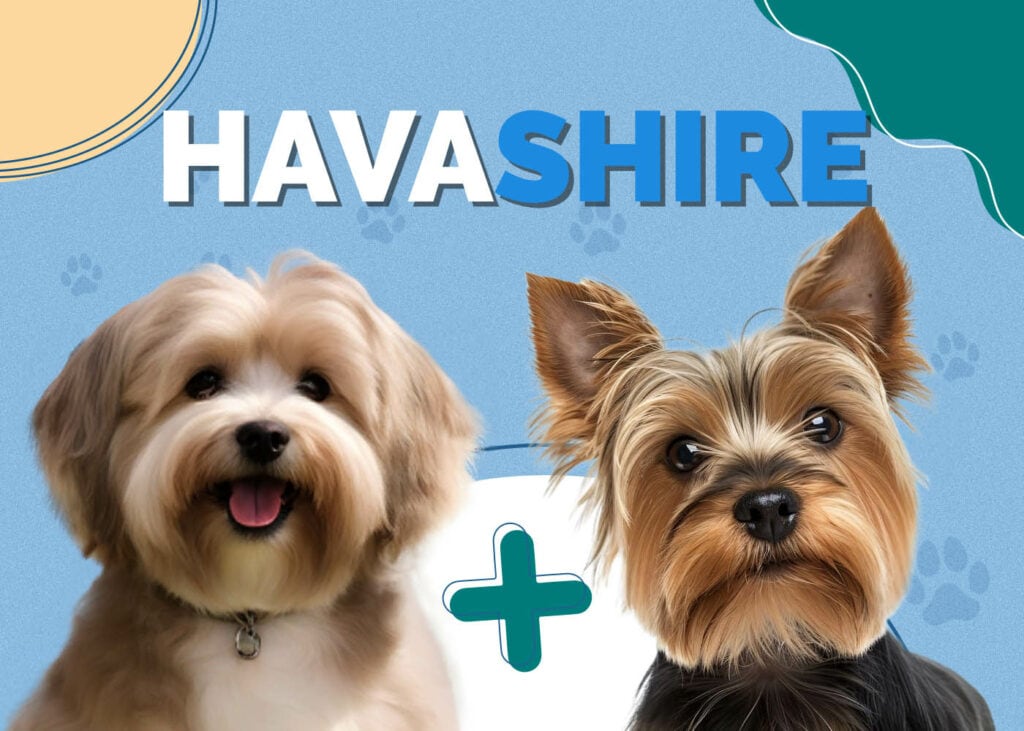 Havashire (Havanese & Yorkshire Terrier Mix): Info, Pictures, Facts ...