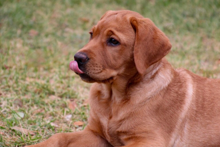 Why Do Dogs Chew Bones? Instinct, Benefits & Potential Risks (Vet ...