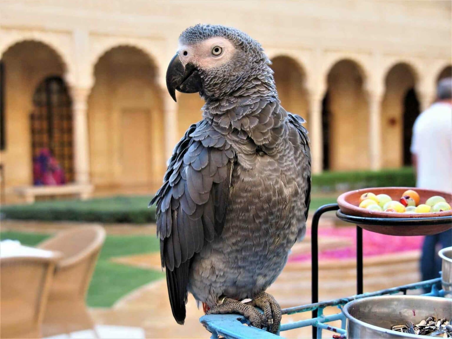 10 Vet-Verified Facts About African Grey Parrots | Hepper Pet Resources
