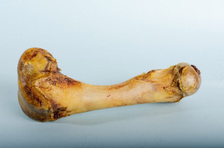 Why Do Dogs Chew Bones? Instinct, Benefits & Potential Risks (Vet ...