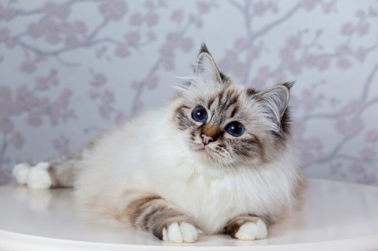 9 Birman Cat Colors (With Info & Pictures) | Hepper Pet Resources