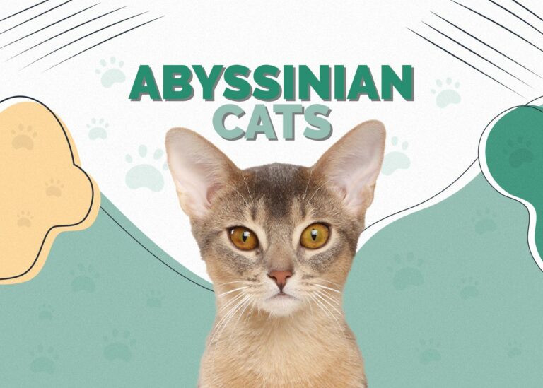 Abyssinian Cat Breed Info: Pictures, Care, Traits & Facts | Hepper Pet ...