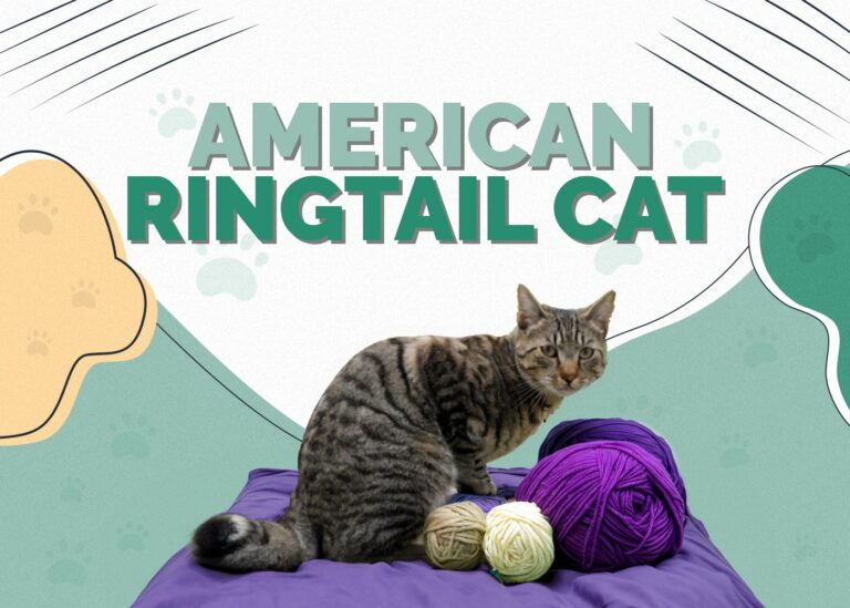 American Ringtail Cat Breed Info: Pictures, Care, Traits & Facts ...