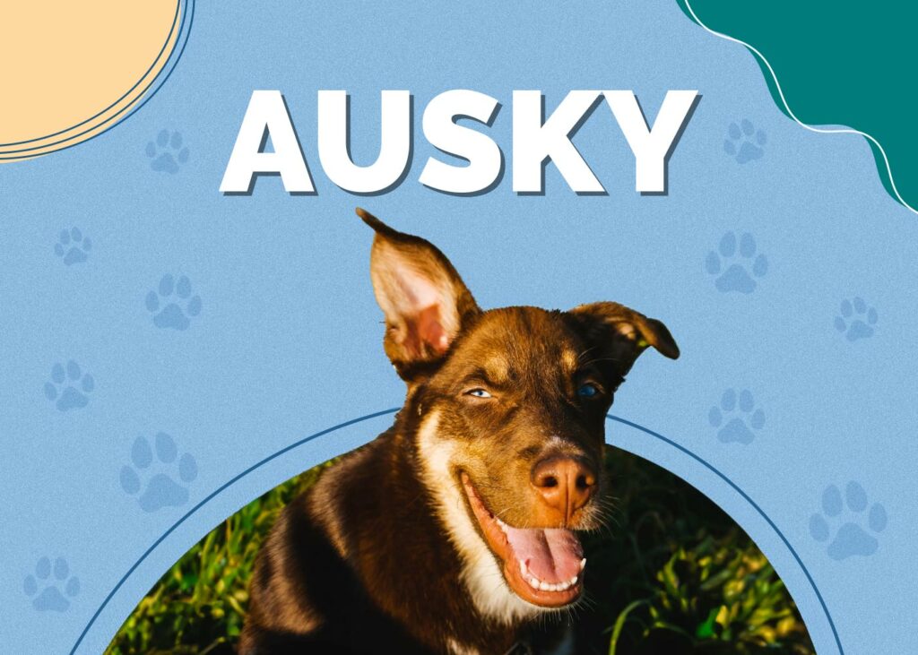 Ausky (Australian Cattle Dog & Husky Mix): Info, Pictures, Facts | Hepper Pet Resources