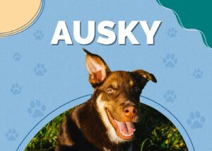 Ausky (Australian Cattle Dog & Husky Mix): Info, Pictures, Facts ...