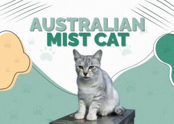 Australian Mist Cat: Pictures, Care, Traits & Facts | Hepper Pet Resources