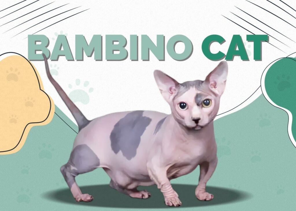 Bambino Cat (Hairless Sphynx & Munchkin Cat Mix): Info, Pictures, Characteristics & Facts ...