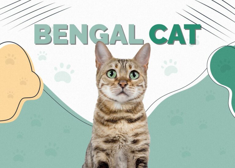 Bengal Cat: Breed Info, Pictures, Care, Traits & Facts | Hepper Pet ...