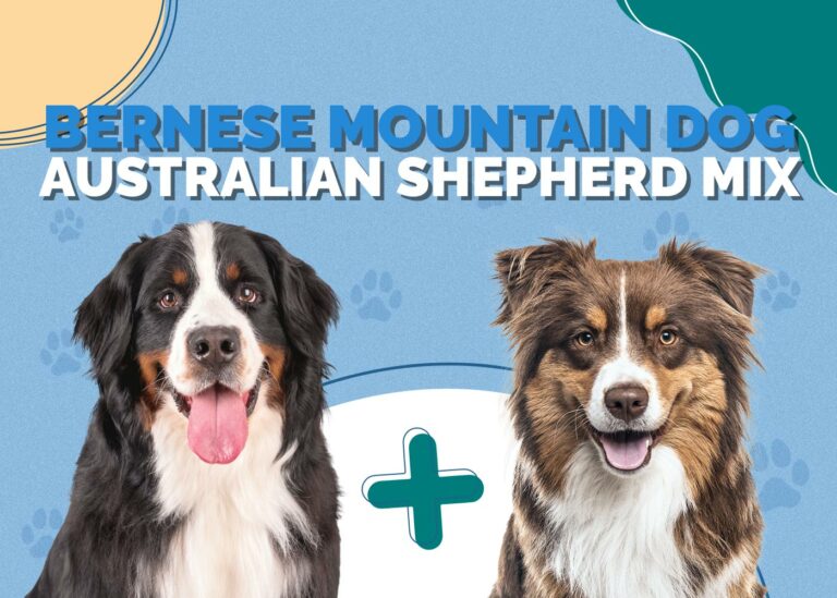 Bernese Rottie (Bernese Mountain Dog & Rottweiler Mix): Info, Pictures ...