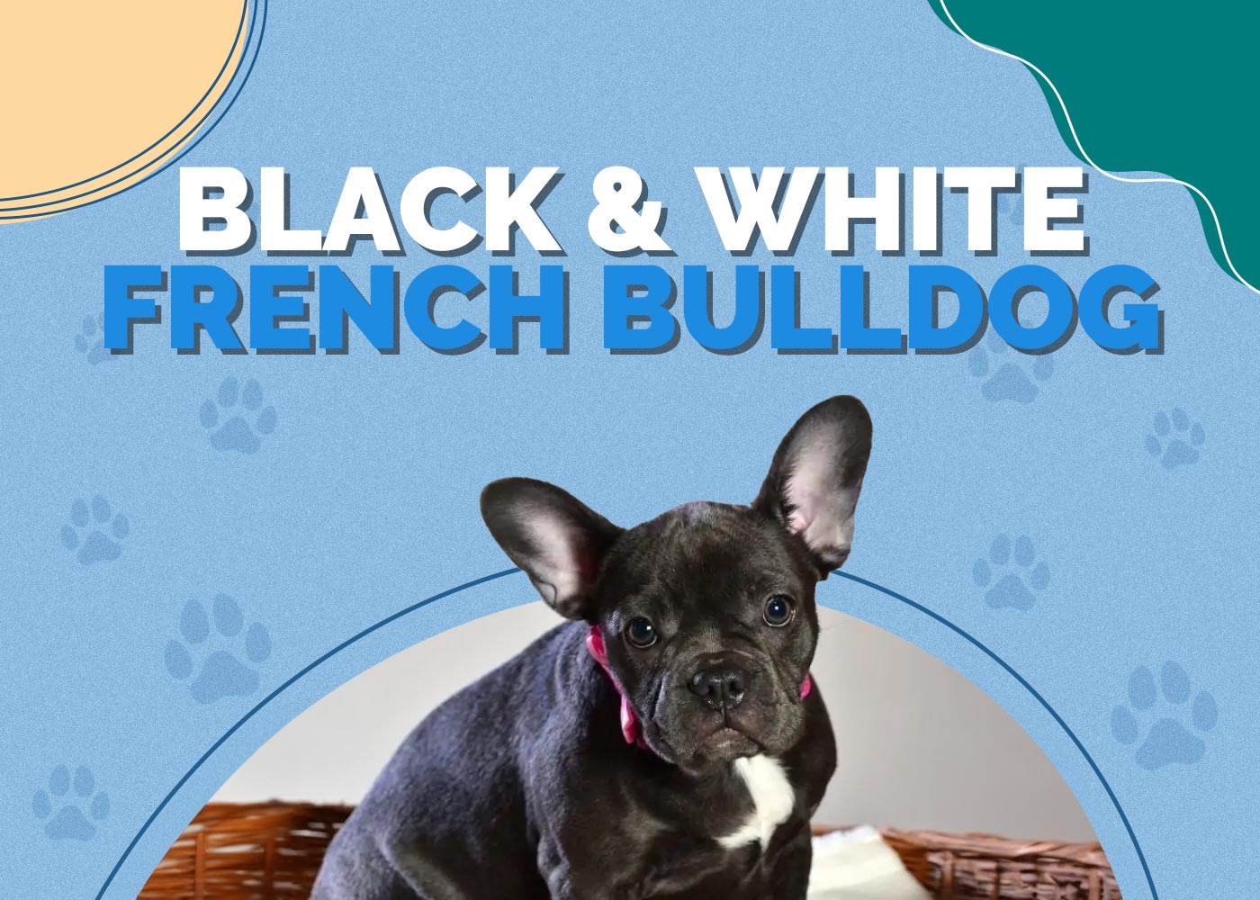 White French Bulldog: Info, Pictures, Traits, & Facts | Hepper Pet ...
