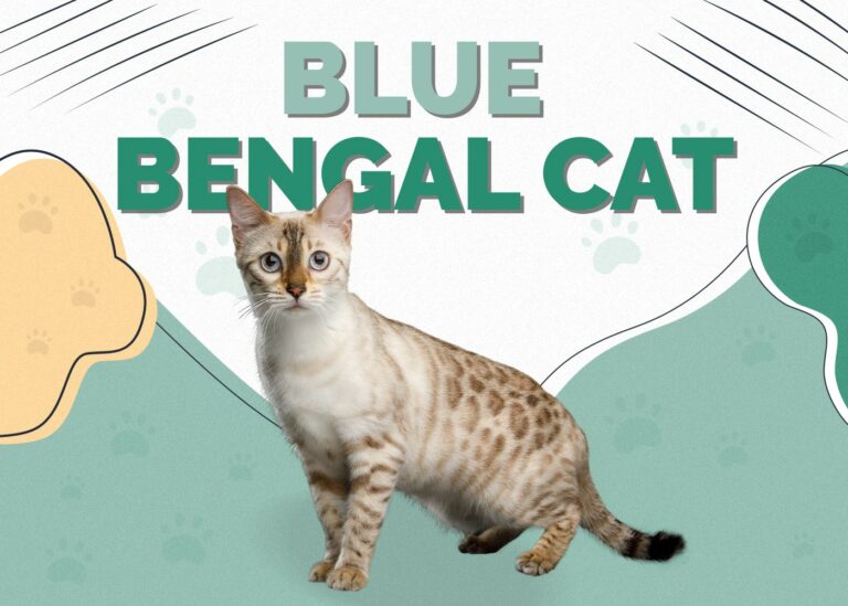 Blue Bengal Cat: Facts, Pictures, Origin & History | Hepper Pet Resources