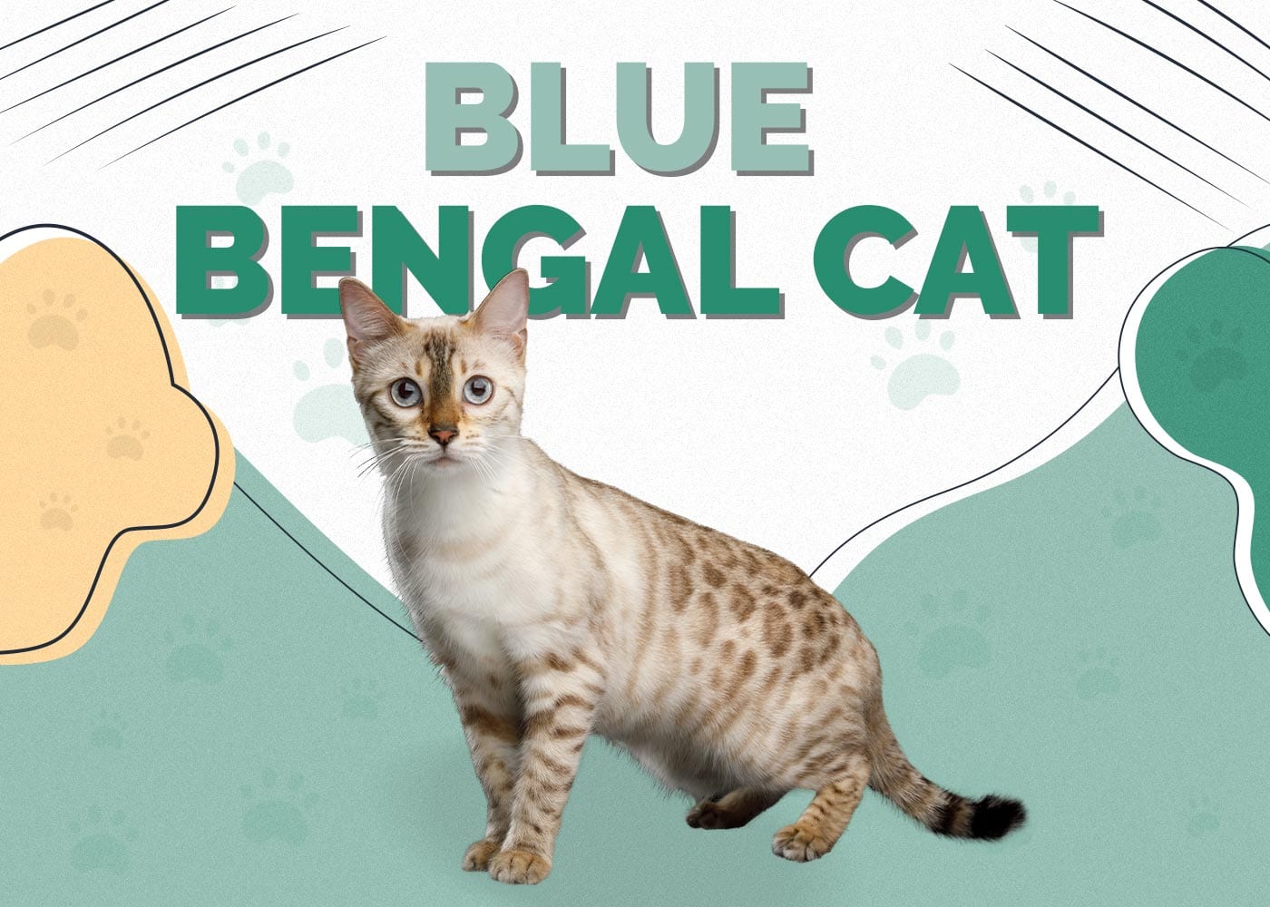 Toyger Cat: Info, Pictures, Characteristics & Facts | Hepper Pet Resources