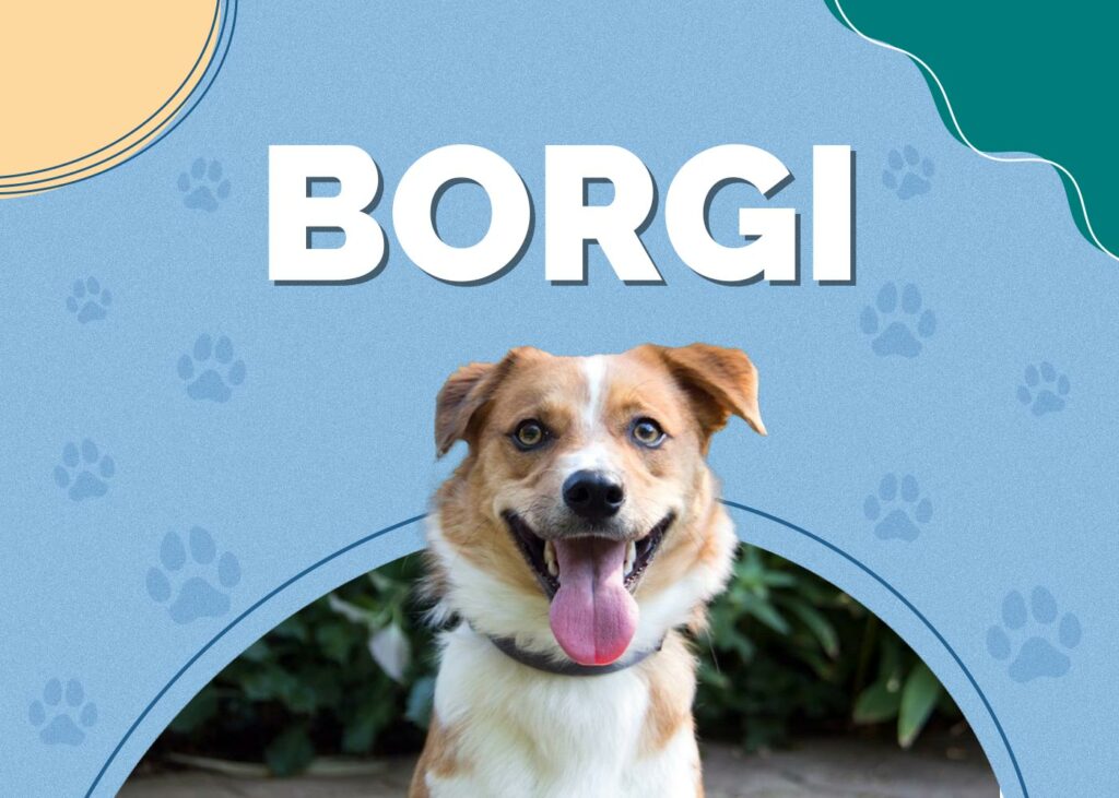 Borgi (Border Collie & Corgi Mix) Info, Pictures, Facts, Traits ...