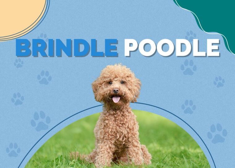 18 Types of No-Fuss, Low-Maintenance Poodle Cuts (With Pictures ...