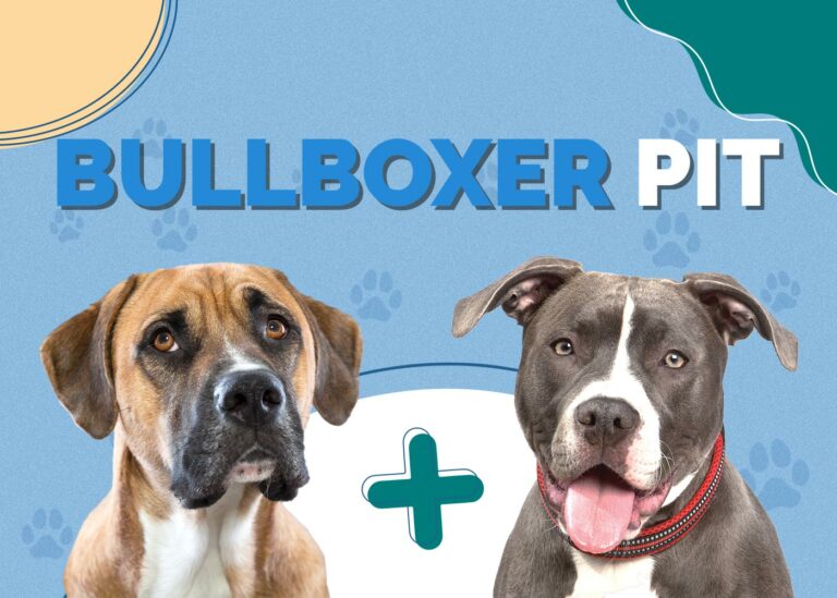 Bullboxer Pit (Pitbull & Boxer Mix): Info, Pictures, Characteristics ...