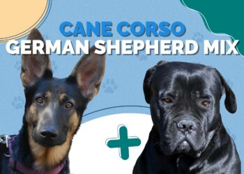 Cane Corso German Shepherd Mix: Info, Pictures, Characteristics & More ...