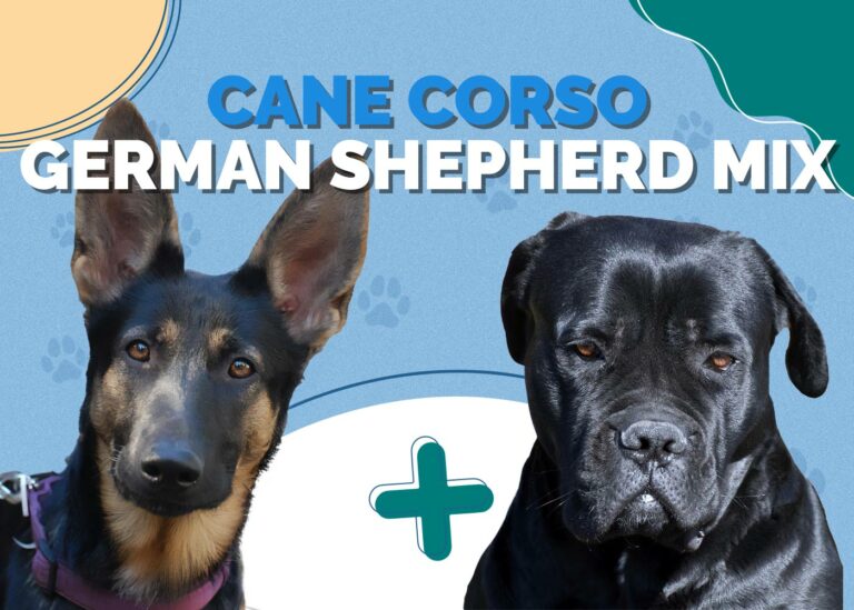 Cane Corso German Shepherd Mix: Info, Pictures, Characteristics & More ...
