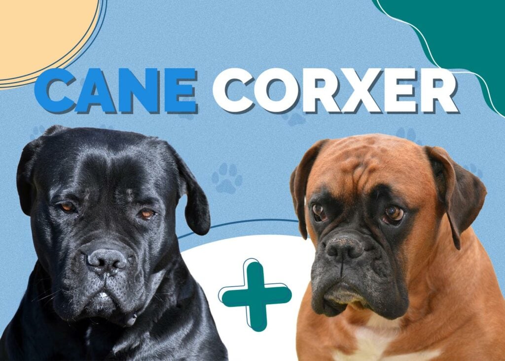 Cane Corxer (Cane Corso & Boxer Mix) Info, Pictures, Traits & More ...
