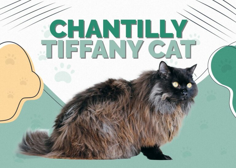 Chantilly-Tiffany Cat: Info, Pictures, Characteristics & Facts | Hepper ...