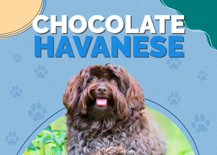 Chocolate Havanese: Facts, Origin & History (With Pictures) | Hepper ...