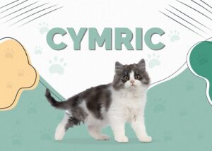 Cymric (Manx Longhair) Cat: Info, Pictures, Characteristics & Facts ...