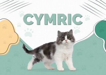 Cymric (Manx Longhair) Cat: Info, Pictures, Characteristics & Facts ...