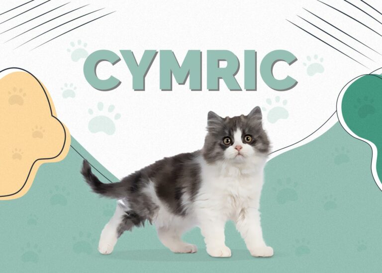 Cymric (Manx Longhair) Cat: Info, Pictures, Characteristics & Facts ...