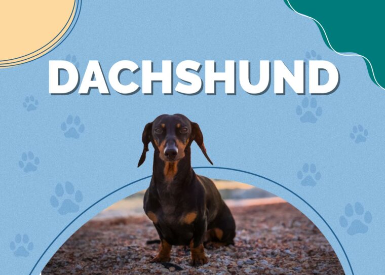 Dachshund Dog Breed: Info, Pictures, Traits & More | Hepper Pet Resources